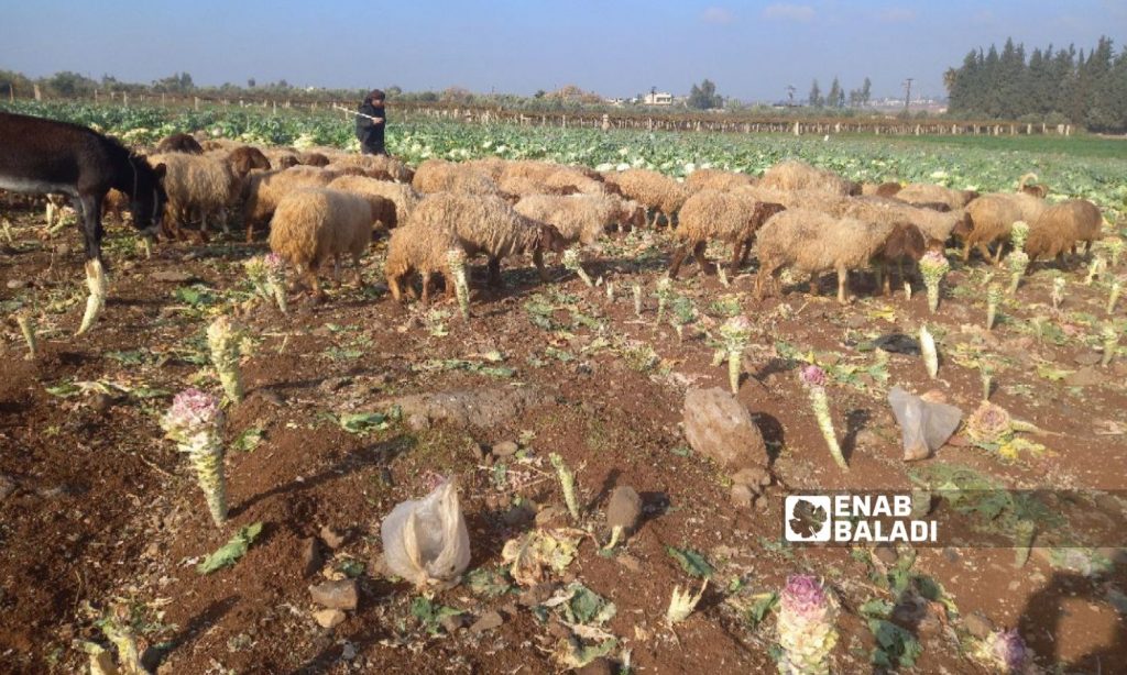 Daraa’s Winter Vegetables Turned into Fodder for Livestock as Economic ...